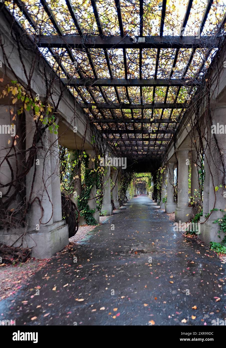 Colonnade walkway with ivy columns and fallen leaves near Centennial ...