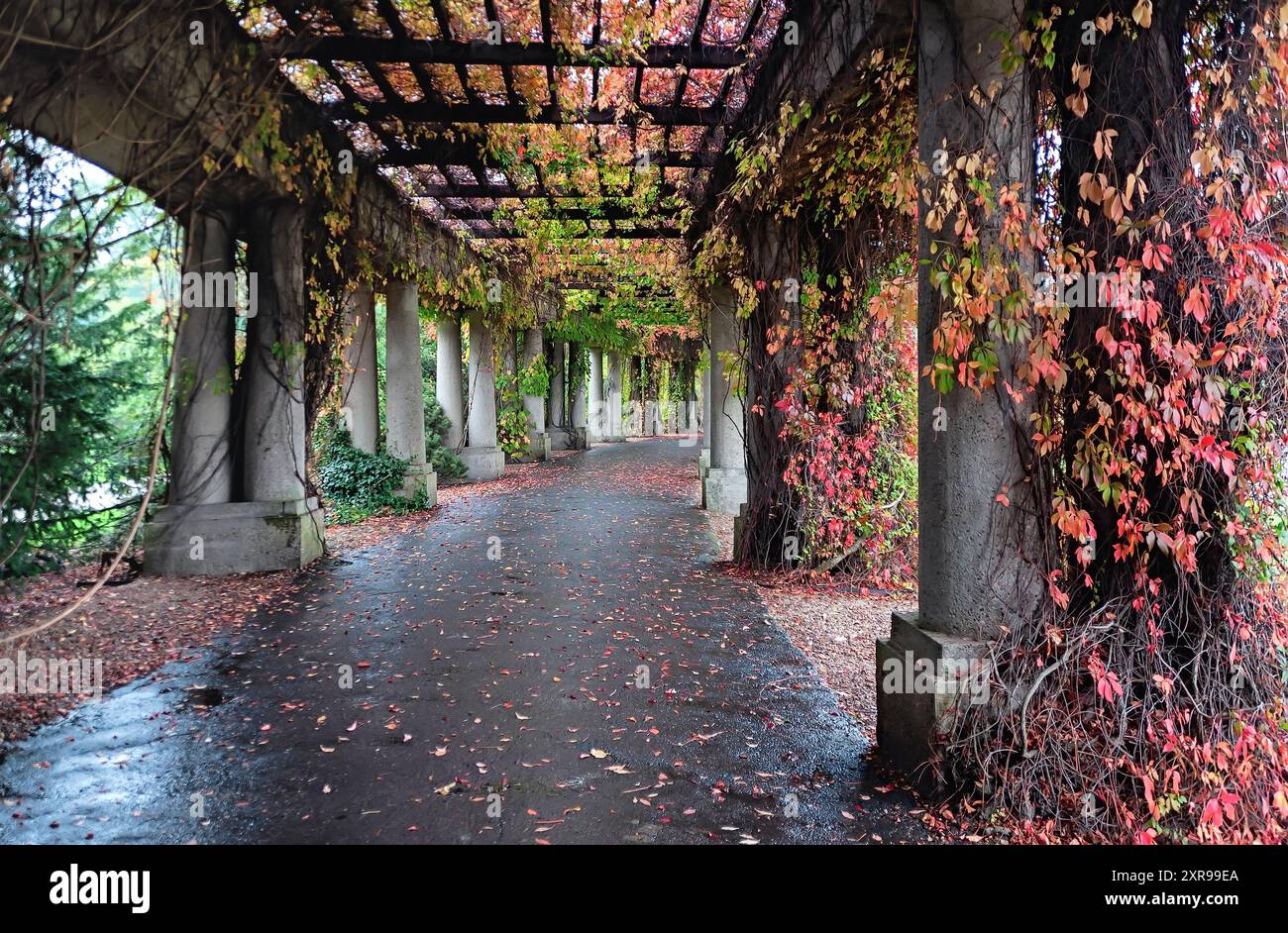 Colonnade walkway with ivy columns and fallen leaves near Centennial ...