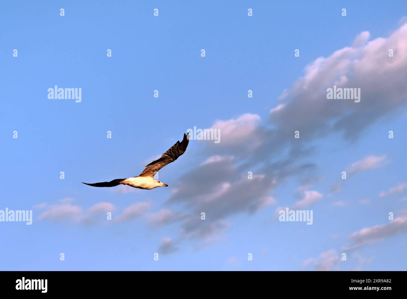 One big gull hi-res stock photography and images - Alamy