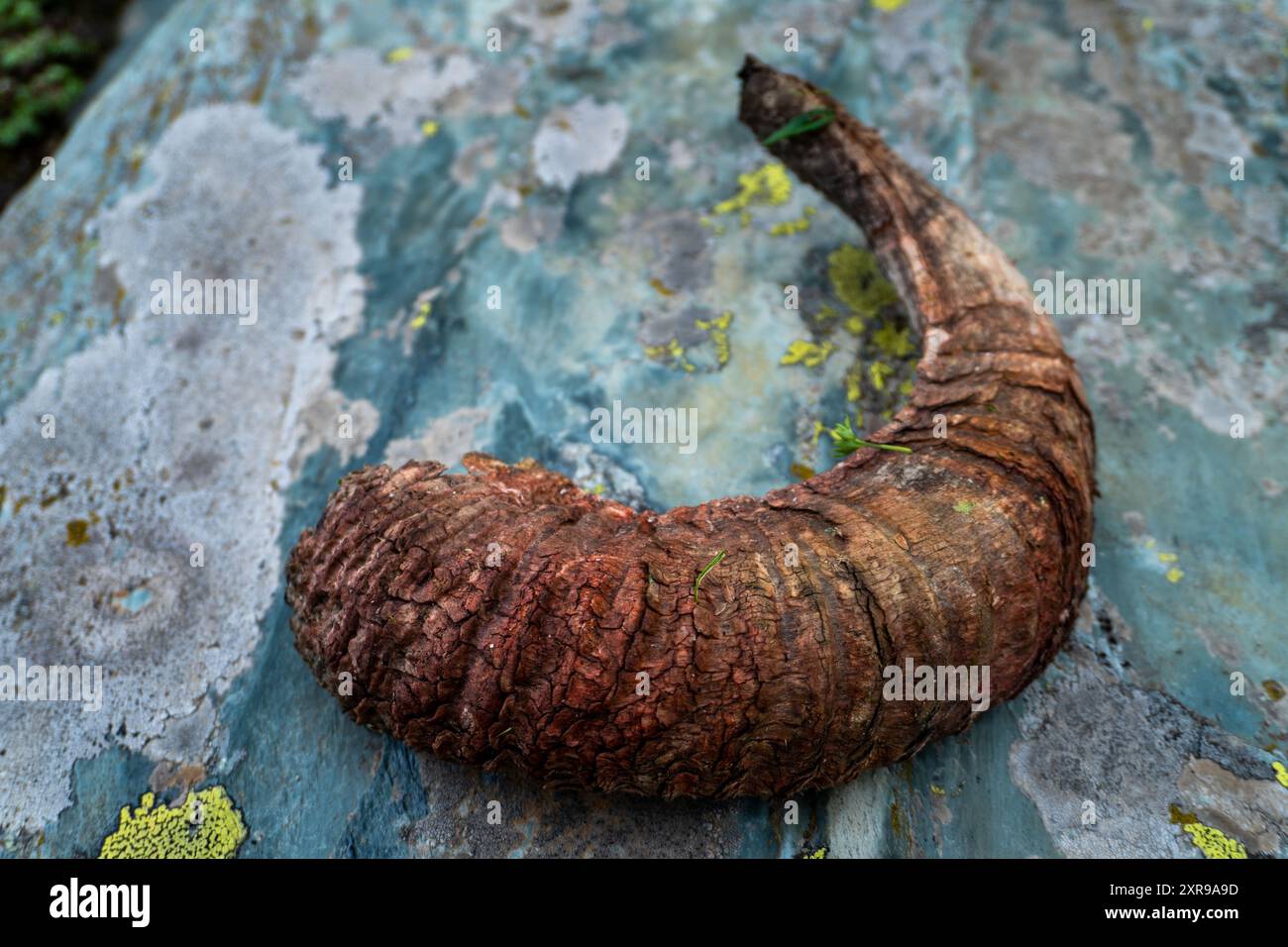 Explore the intricate details of a fallen Himalayan sheep horn from ...