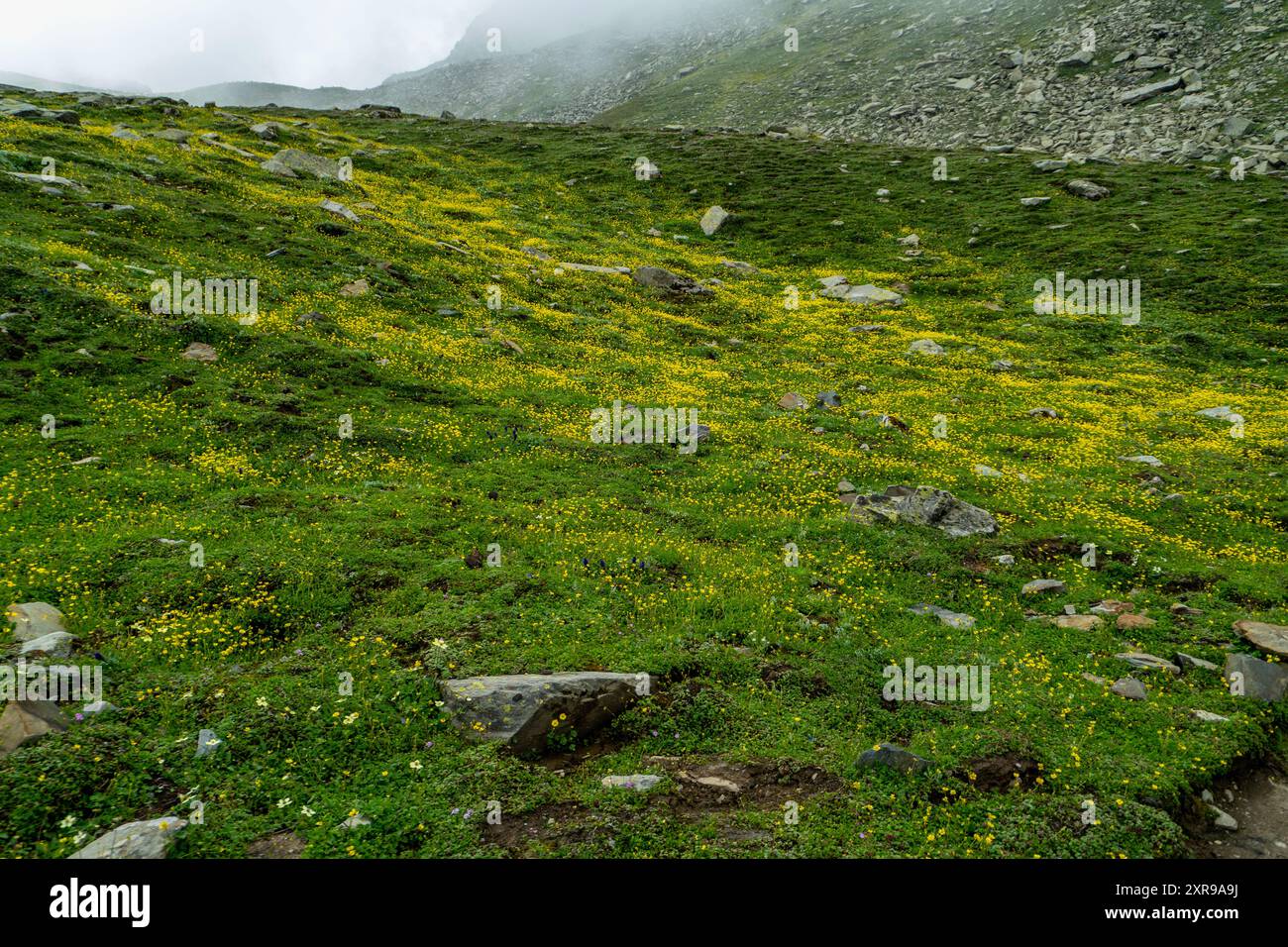 Meadows with Rare Flowers and Flora in the Upper Himalayan Region ...