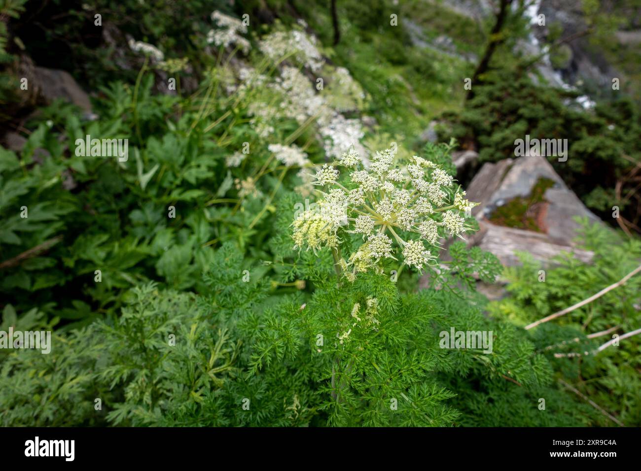 Ligusticopsis wallichiana, a flowering plant from the Apiaceae family ...