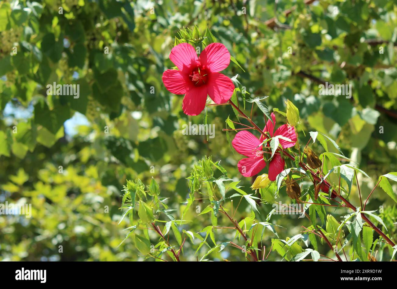 Red flowers in the garden, Chinese hibiscus (Hibiscus rosa sinensis ...