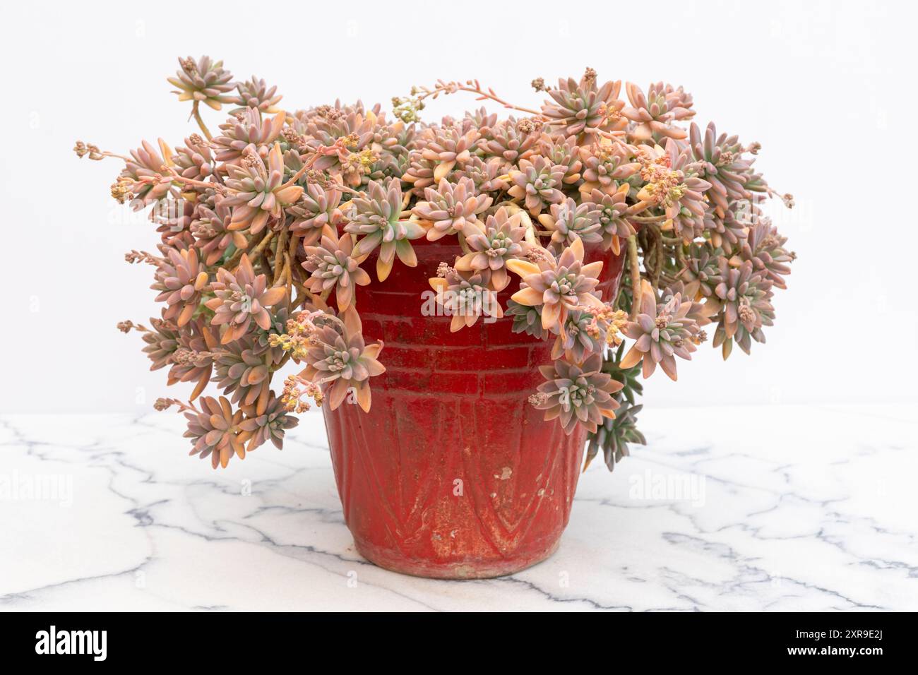Beautiful sedum succulent in a red pot on a marble floor Stock Photo ...