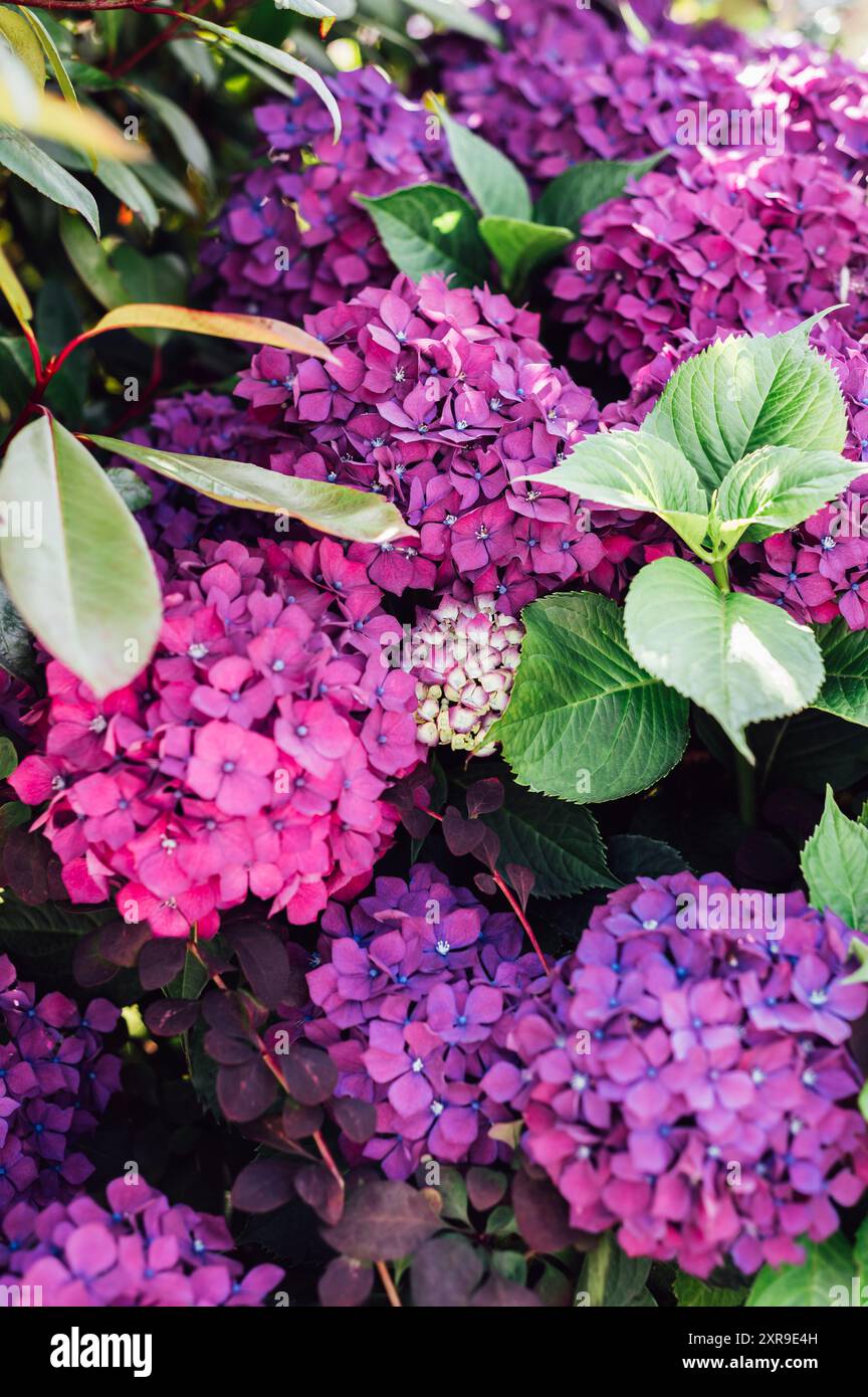 Hydrangea Flowers in the Garden Stock Photo - Alamy