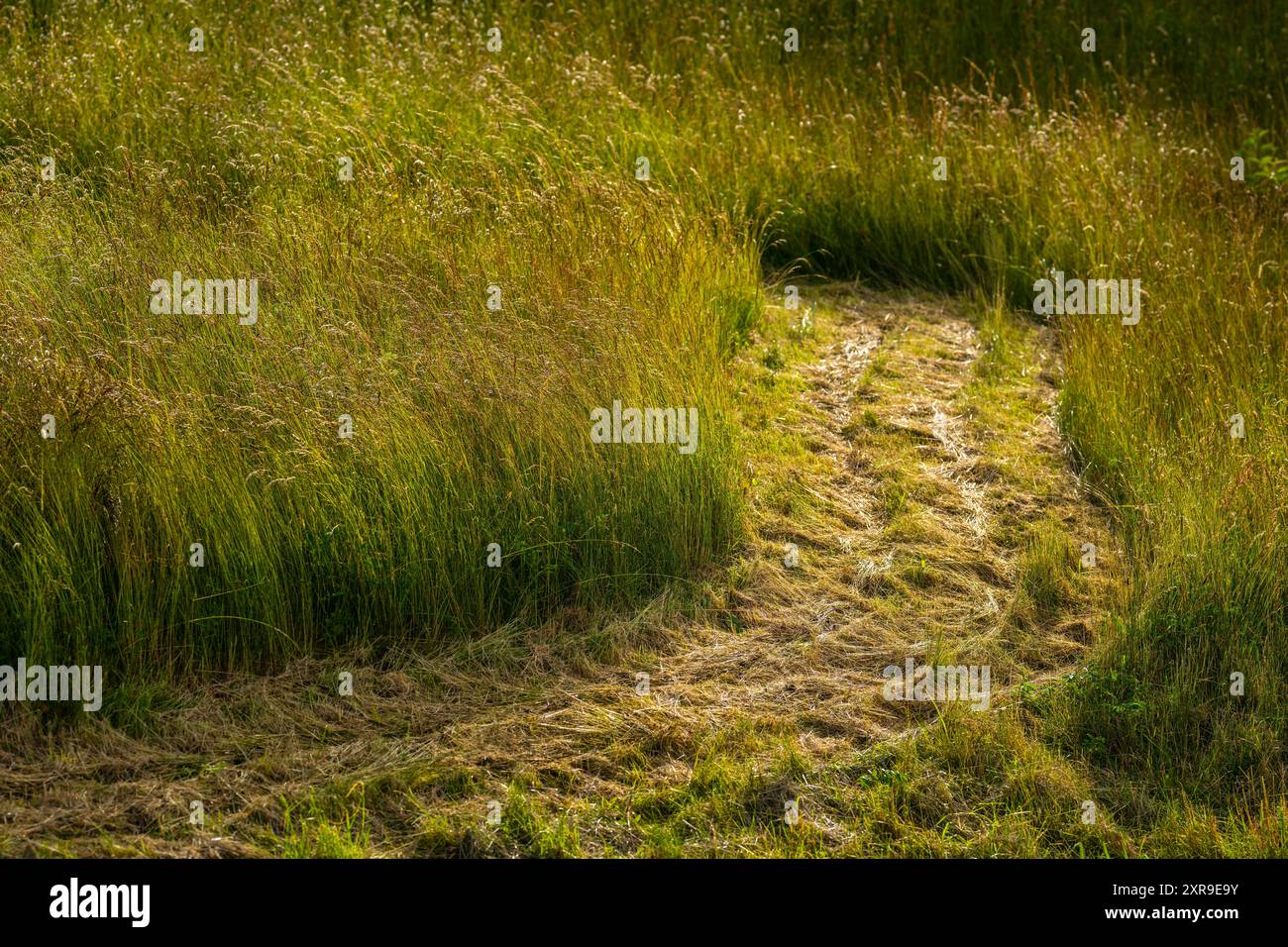 Narrow leaf meadow grass hi-res stock photography and images - Alamy