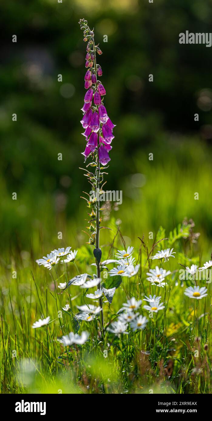 Foxglove flower in grass hi-res stock photography and images - Alamy