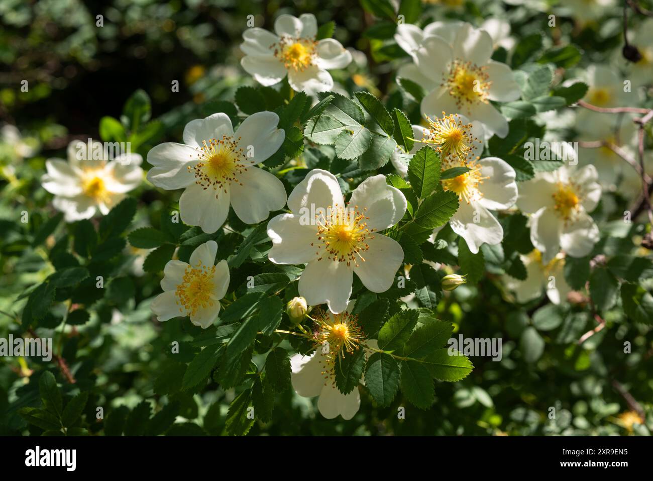 Rosa canina, commonly known as the dog rose, is a variable, wild rose ...
