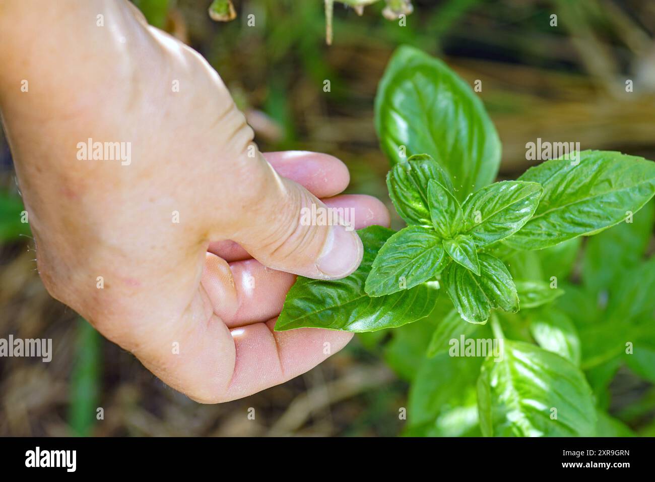 Harvest spider hi-res stock photography and images - Alamy