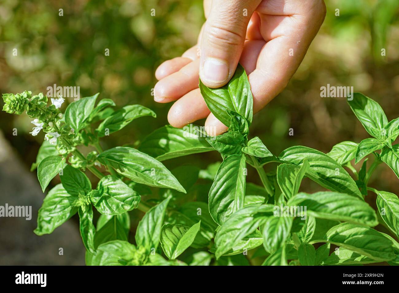 A hand about to pick a leaf from a basil bush growing in a garden bed ...
