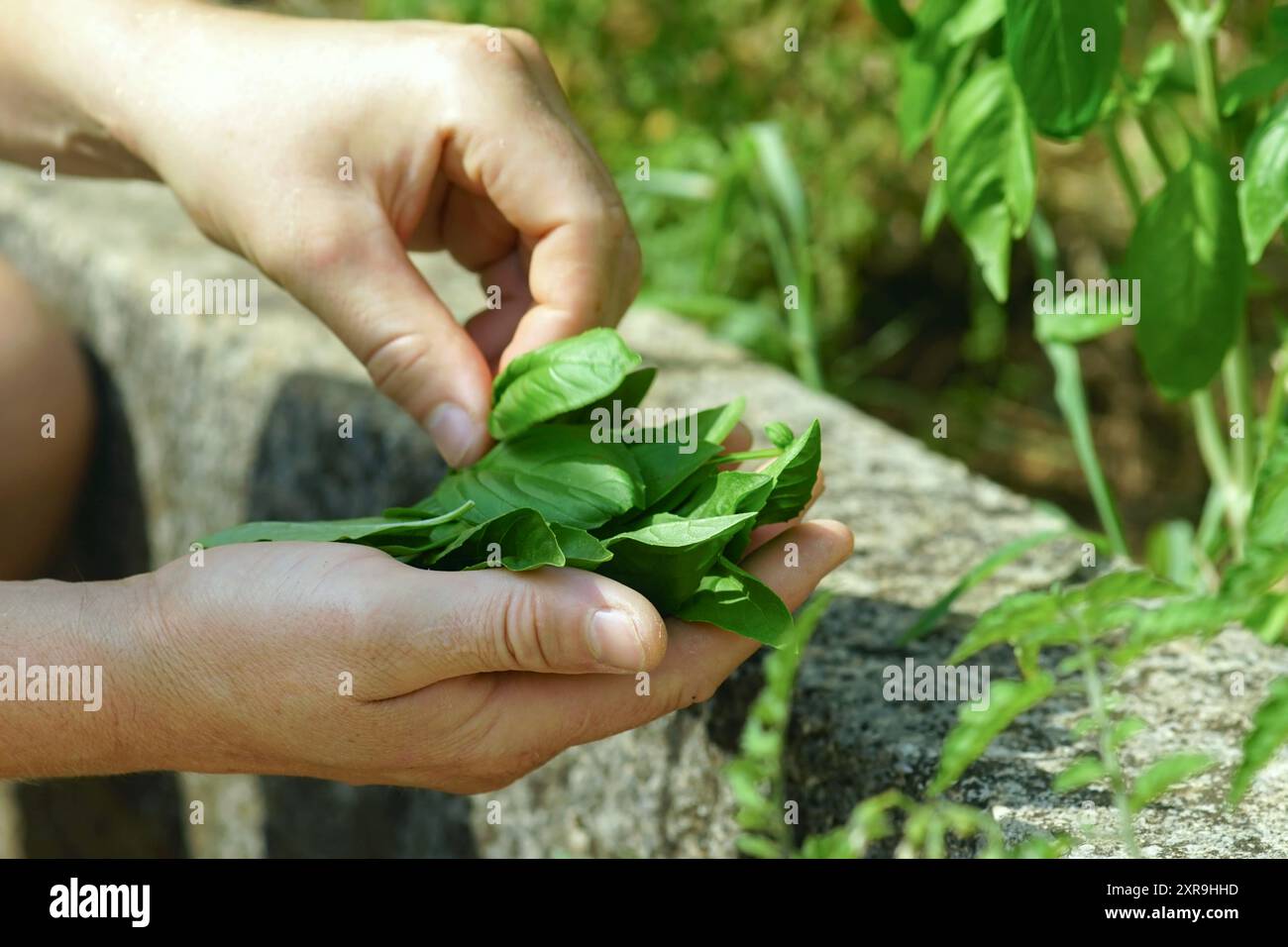 Herb picking from outdoor garden beds - male hands picking green basil ...