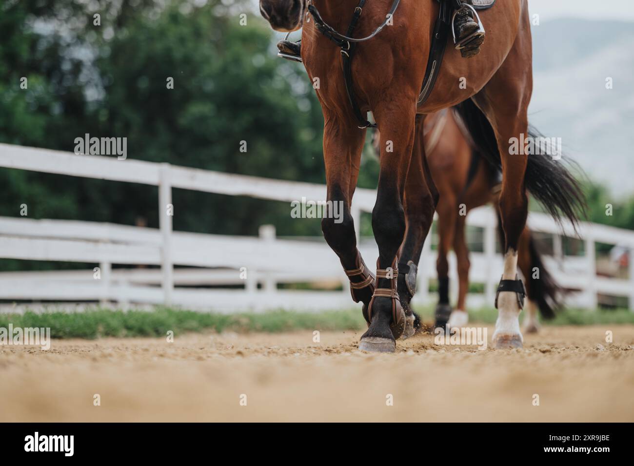 Horse's legs galloping close up hi-res stock photography and images - Alamy