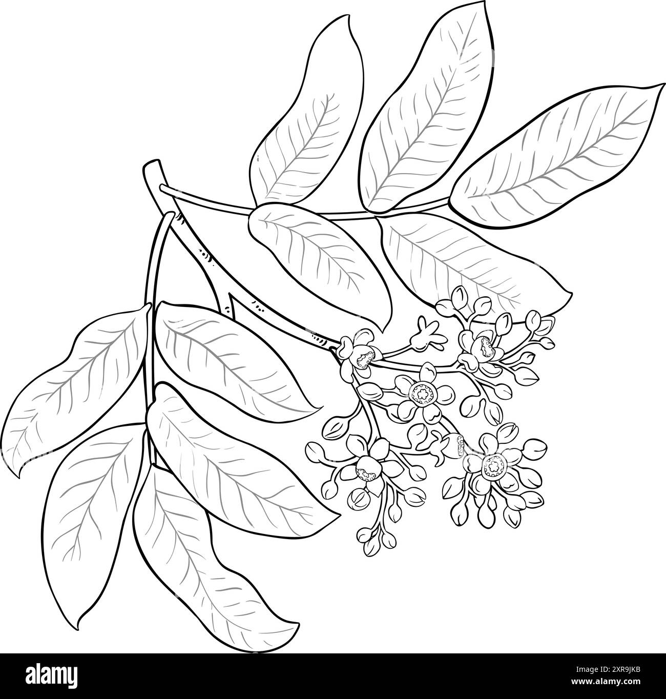 Andiroba Branch Detailed Outline Illustration Stock Vector Image & Art ... Andiroba Branch Detailed Outline Illustration Stock Vector Image & Art ...