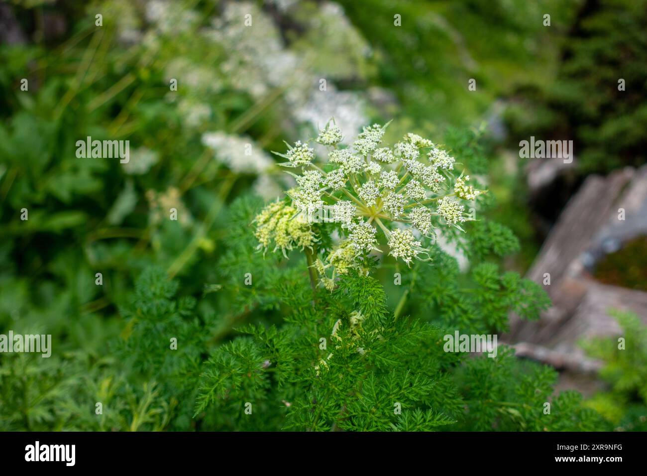 Ligusticopsis wallichiana, a flowering plant from the Apiaceae family ...