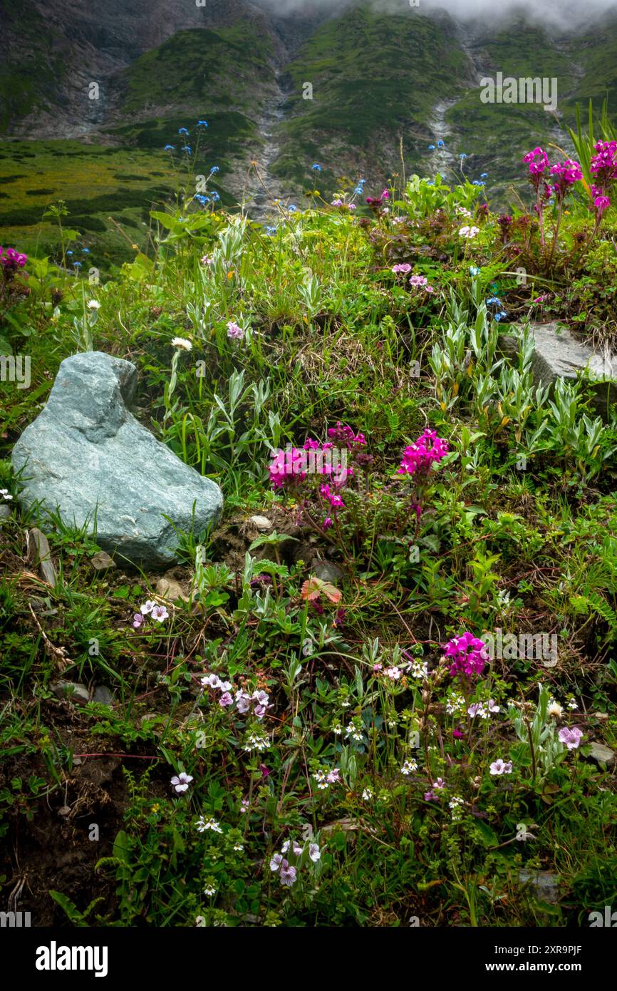 Plant species pedicularis verticillata hi-res stock photography and ...