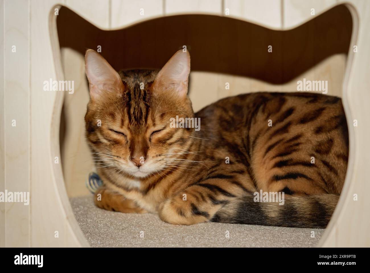 Bengal cat napping in cat house. Cat sleeping inside cat furniture ...