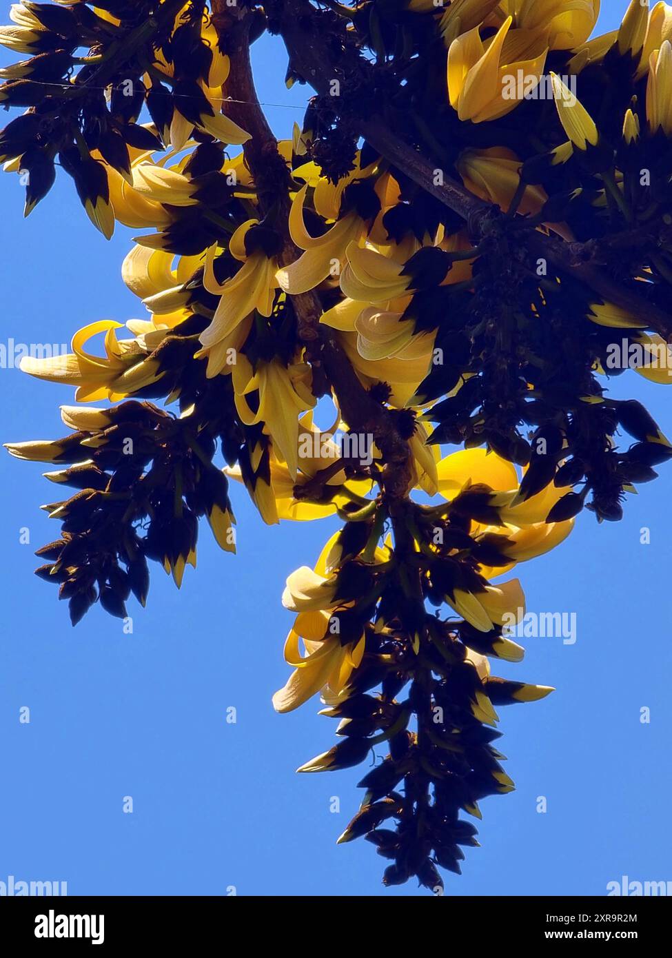 Uttarpara hi-res stock photography and images - Alamy