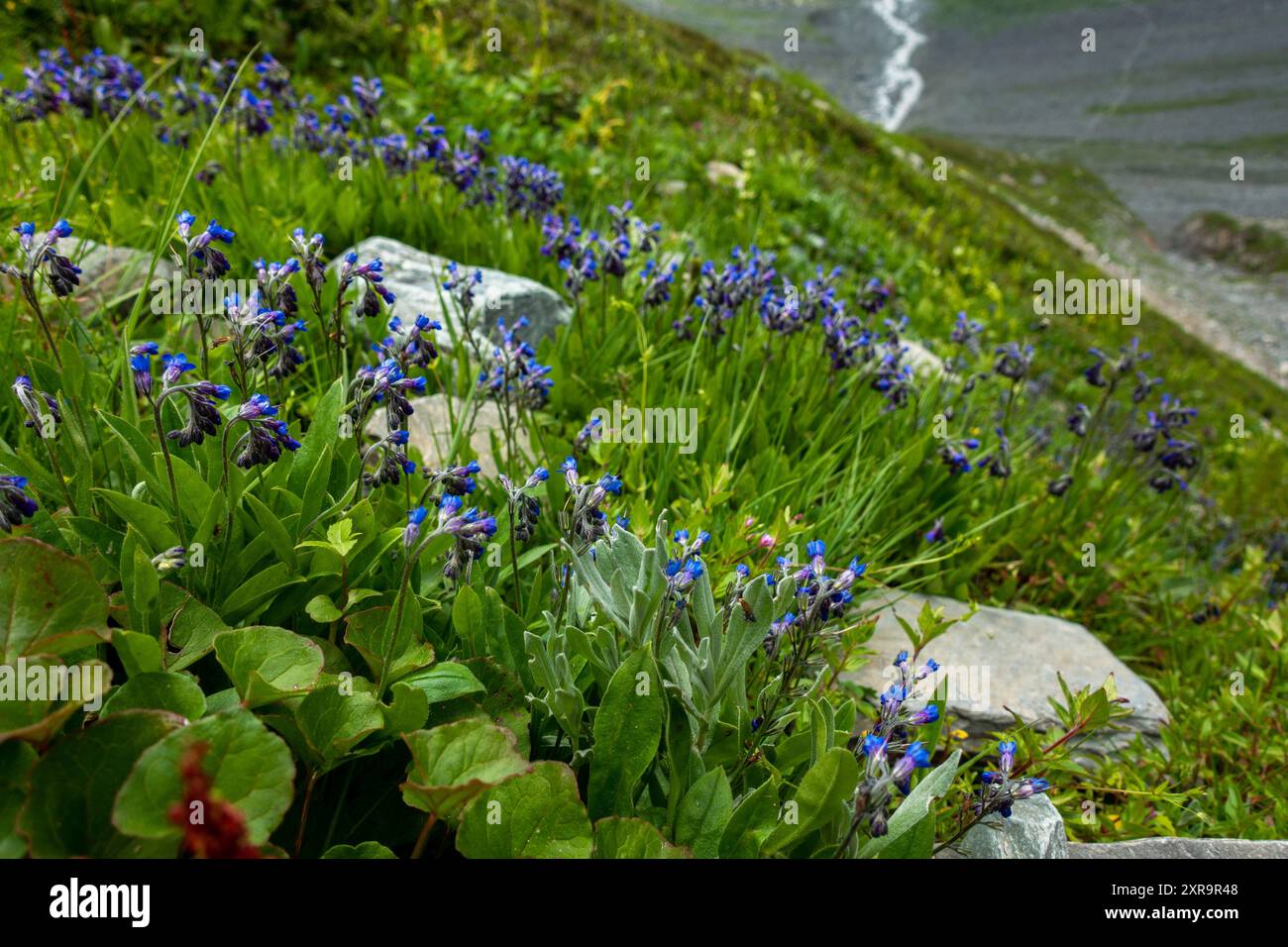 Mertensia tweedy, also known as the alpine bluebell or Virginia ...