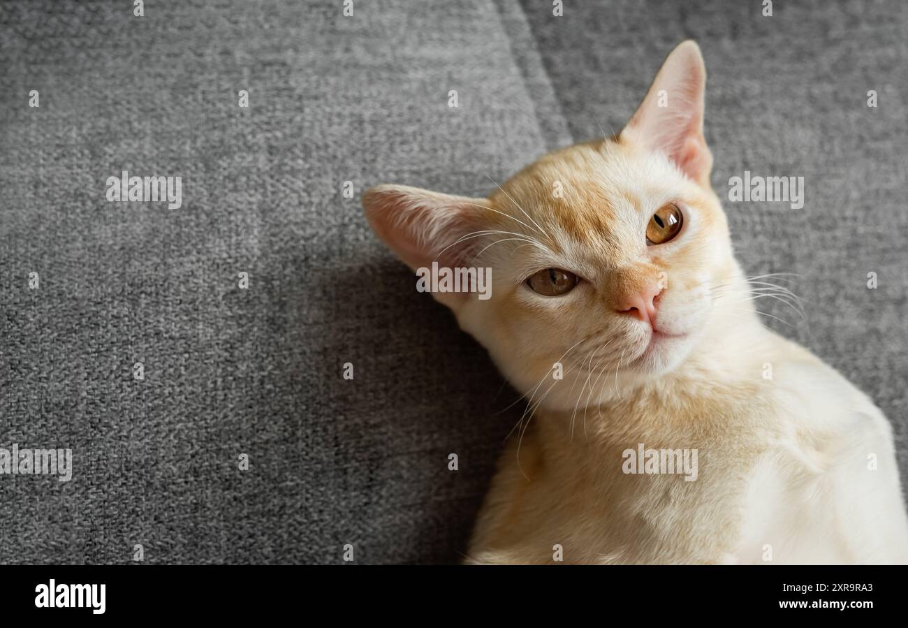 Burmese red kitten resting on the sofa. Cute cat lying on the couch ...