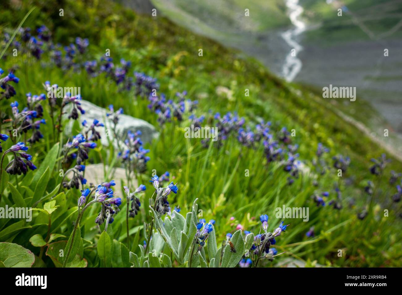 Mertensia tweedy, also known as the alpine bluebell or Virginia ...