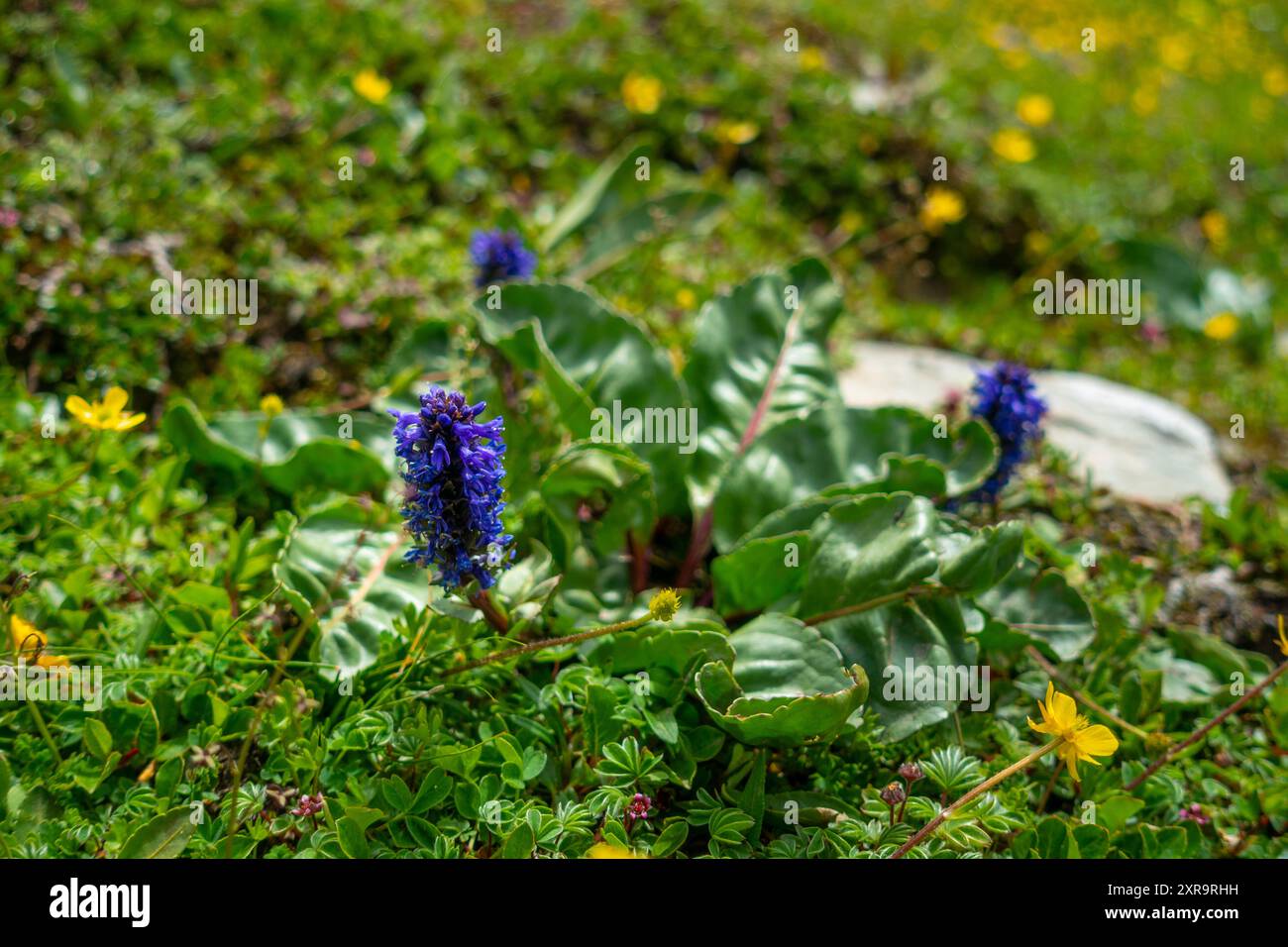 Wulfenia carinthiaca, known as wulfenia, featuring blooming flowers in ...