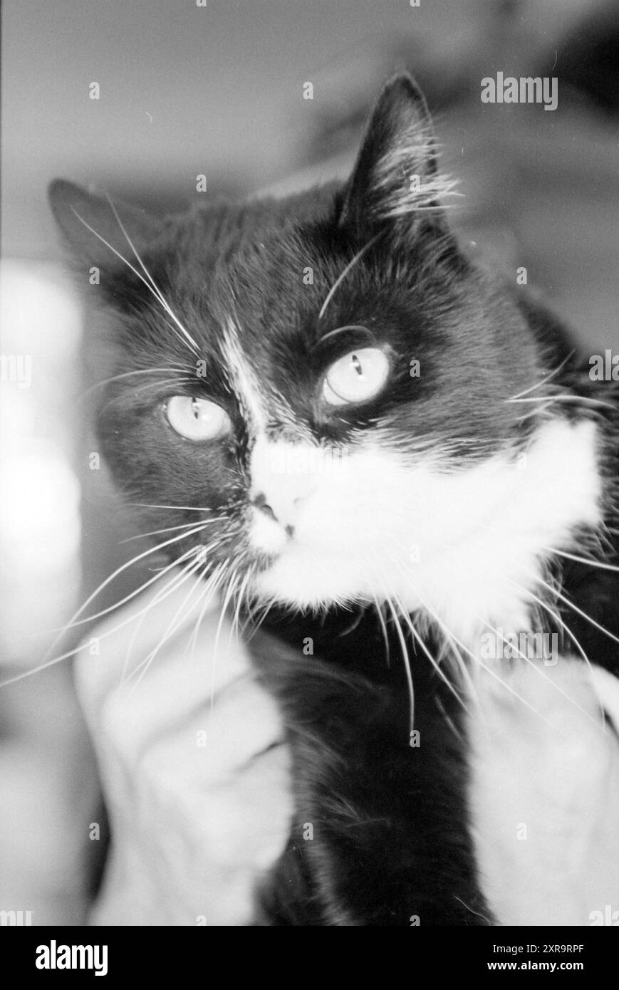 Cat Lennard Nijgh, 16-06-1996 Stock Photo - Alamy