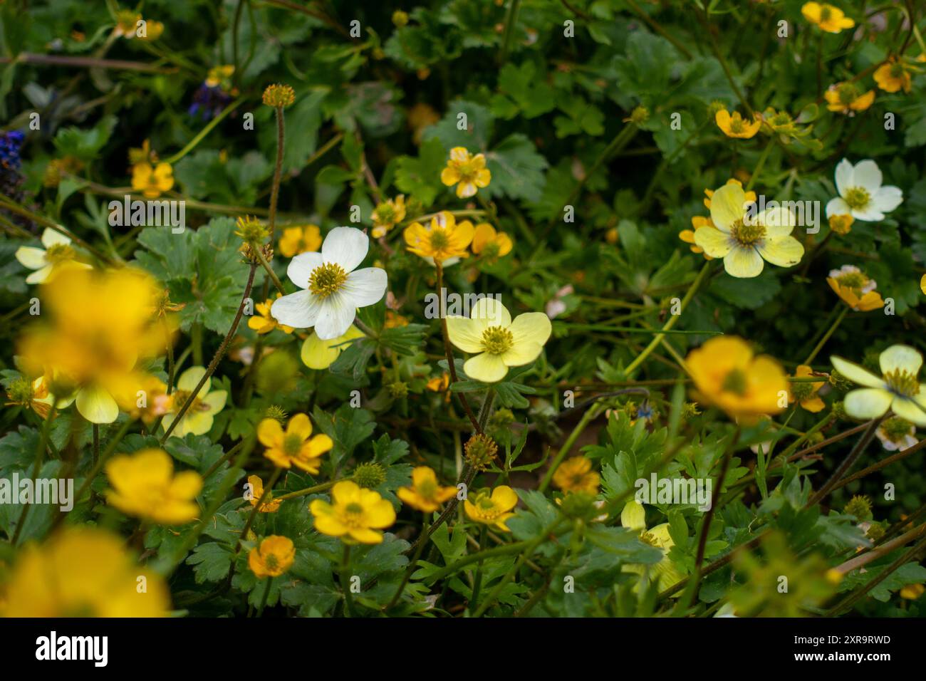 Discover Anemone parviflora, the small-flowered anemone, a herbaceous ...