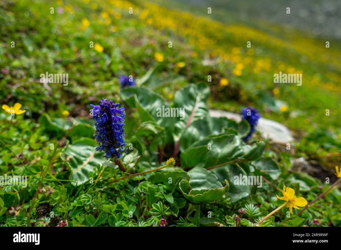 Wulfenia carinthiaca, known as wulfenia, featuring blooming flowers in ...