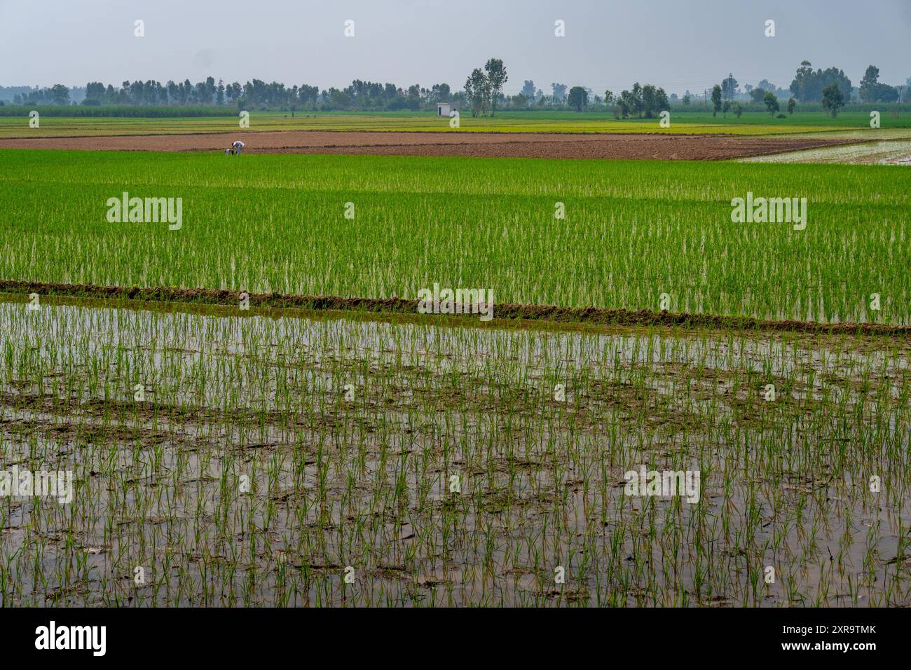 Paddy field india hi-res stock photography and images - Alamy