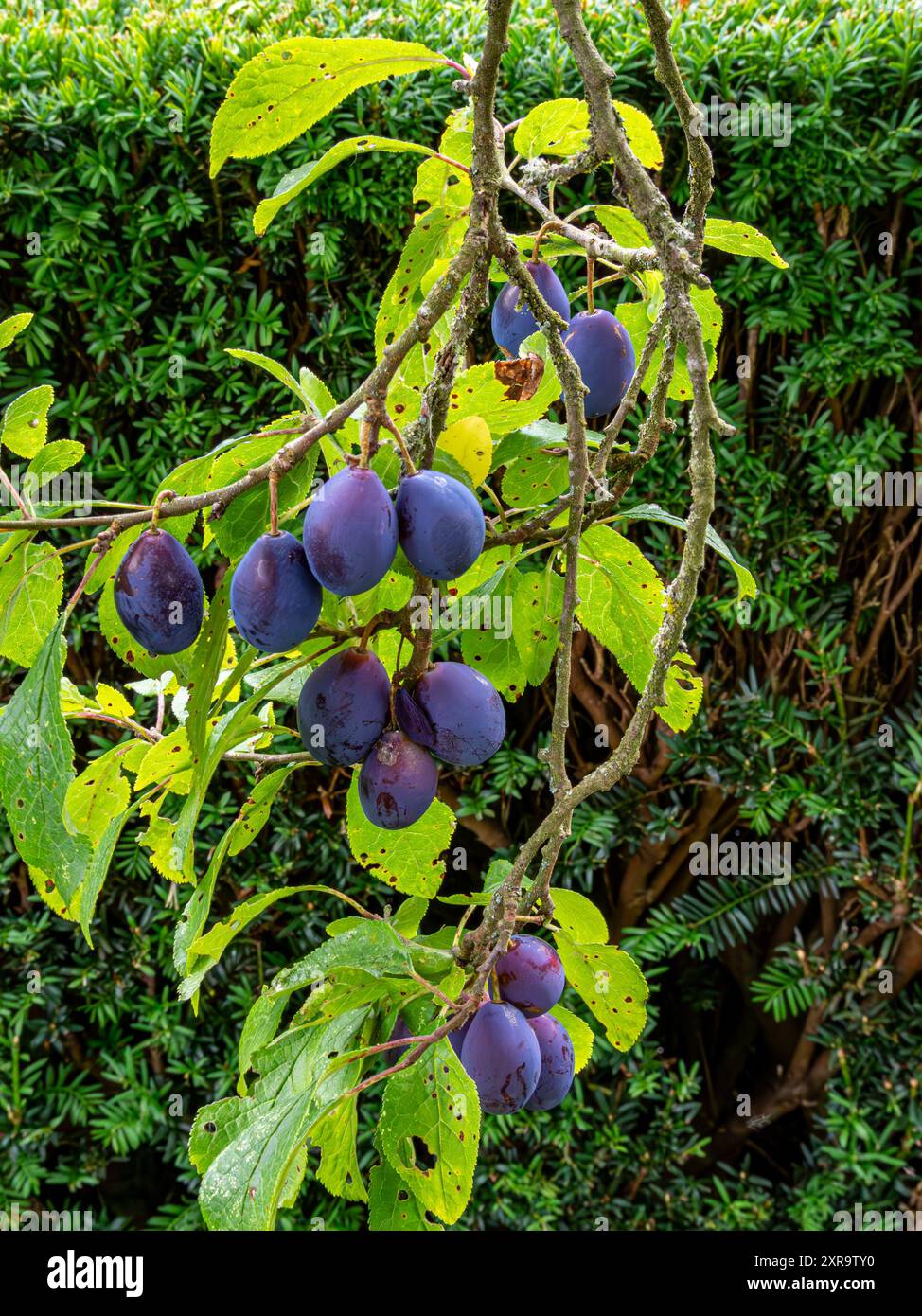 Norton Priory Walled Garden, Shropshire Damsons in full fruit hanging ...