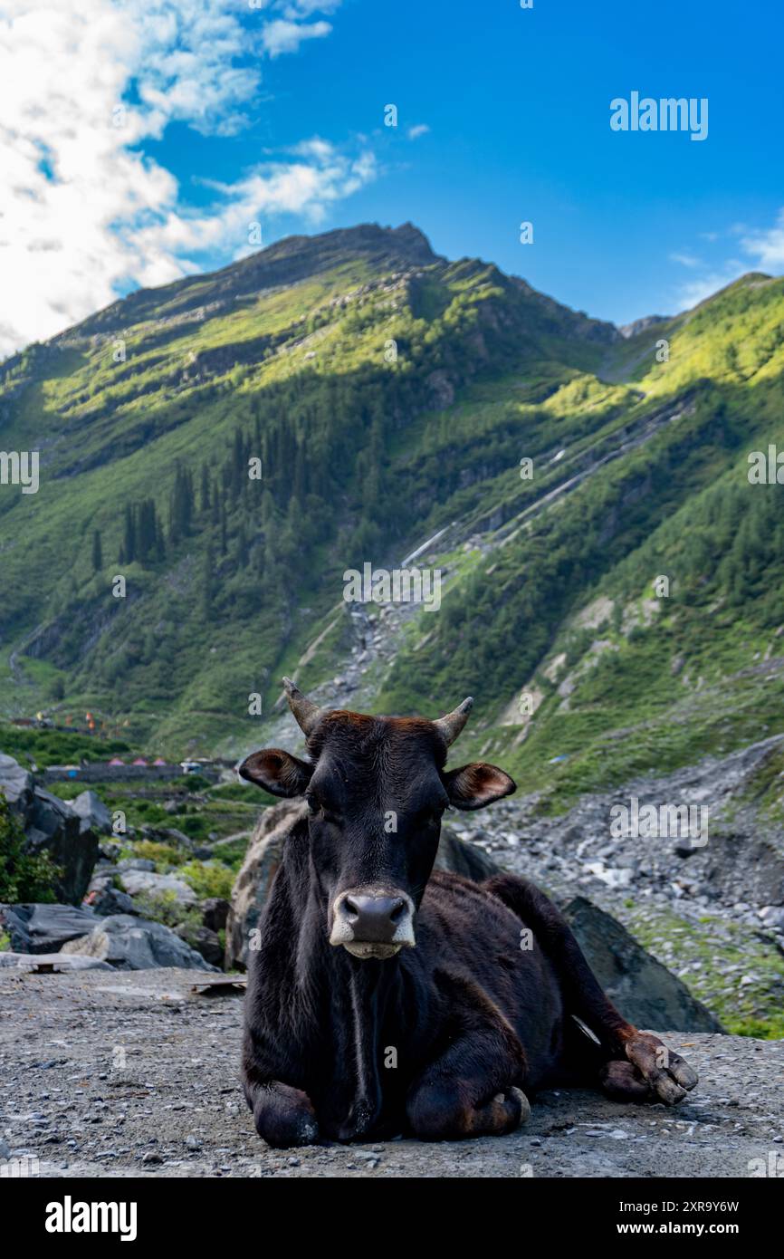 A local Badri cow sitting peacefully against the stunning Himalayan ...