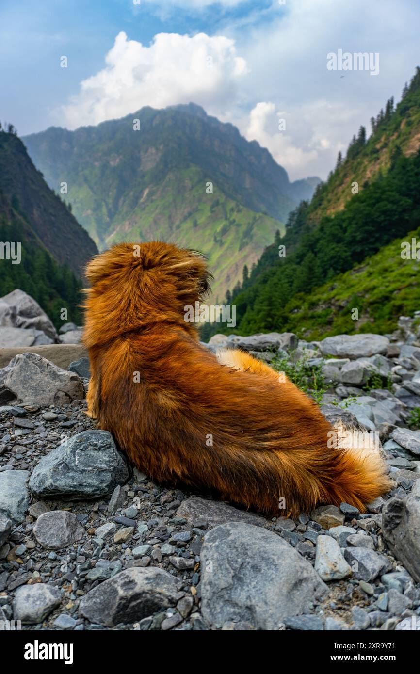 Himachali hi-res stock photography and images - Alamy