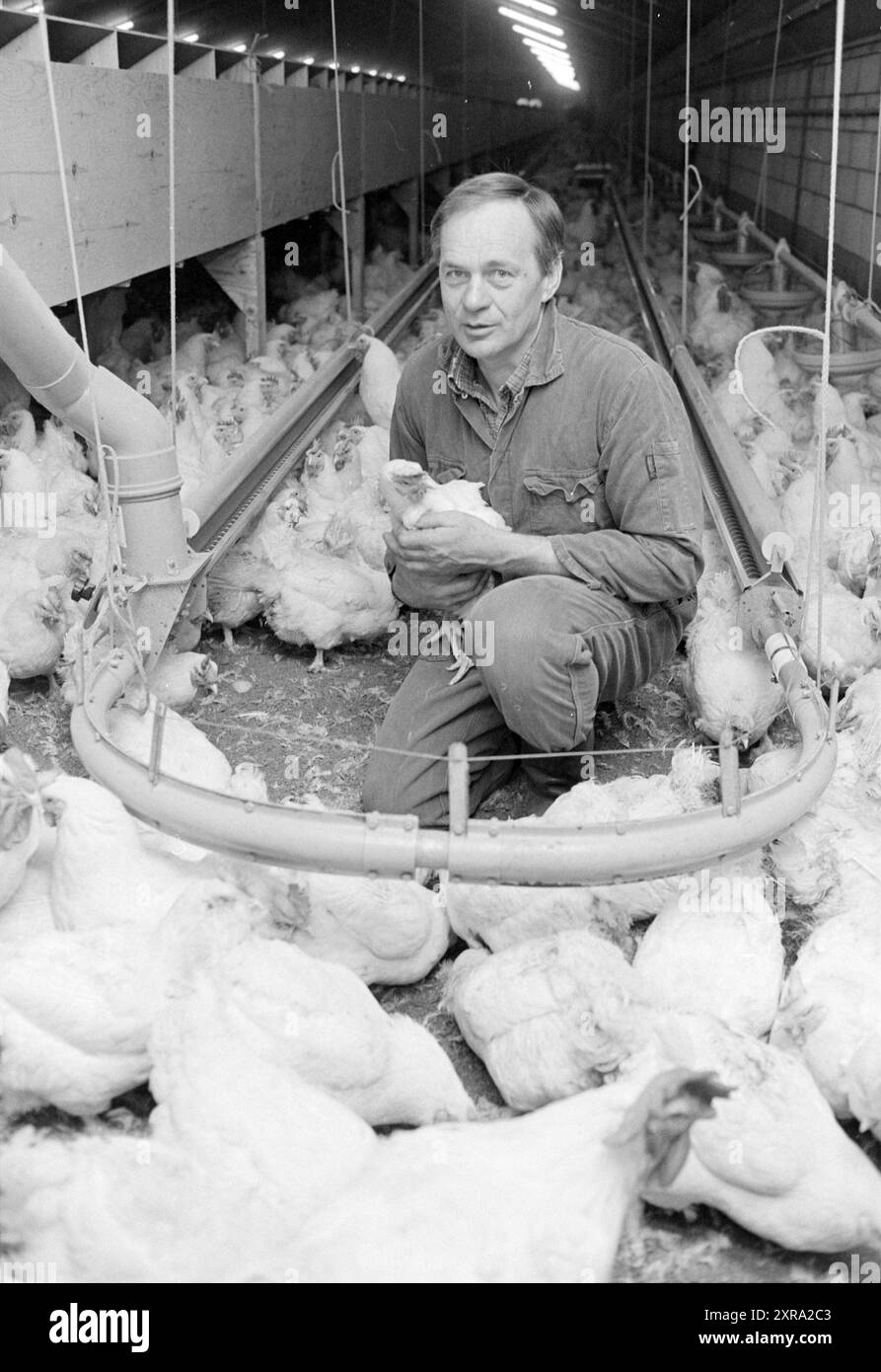Lord Brantjes among the chickens, 24-04-1994 Stock Photo - Alamy