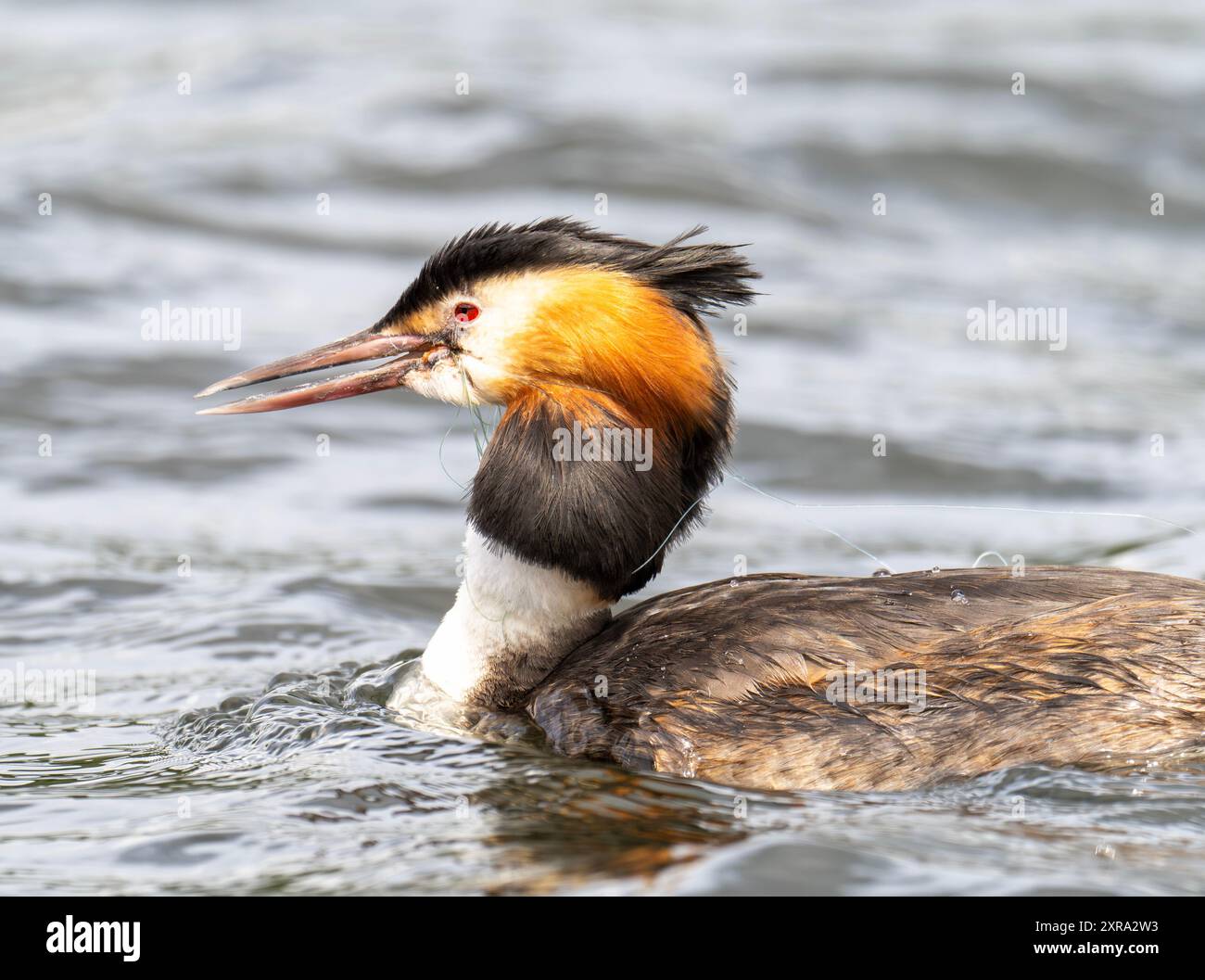 A Great Crested Grebe, Podiceps cristatus tangled up in discarded ...