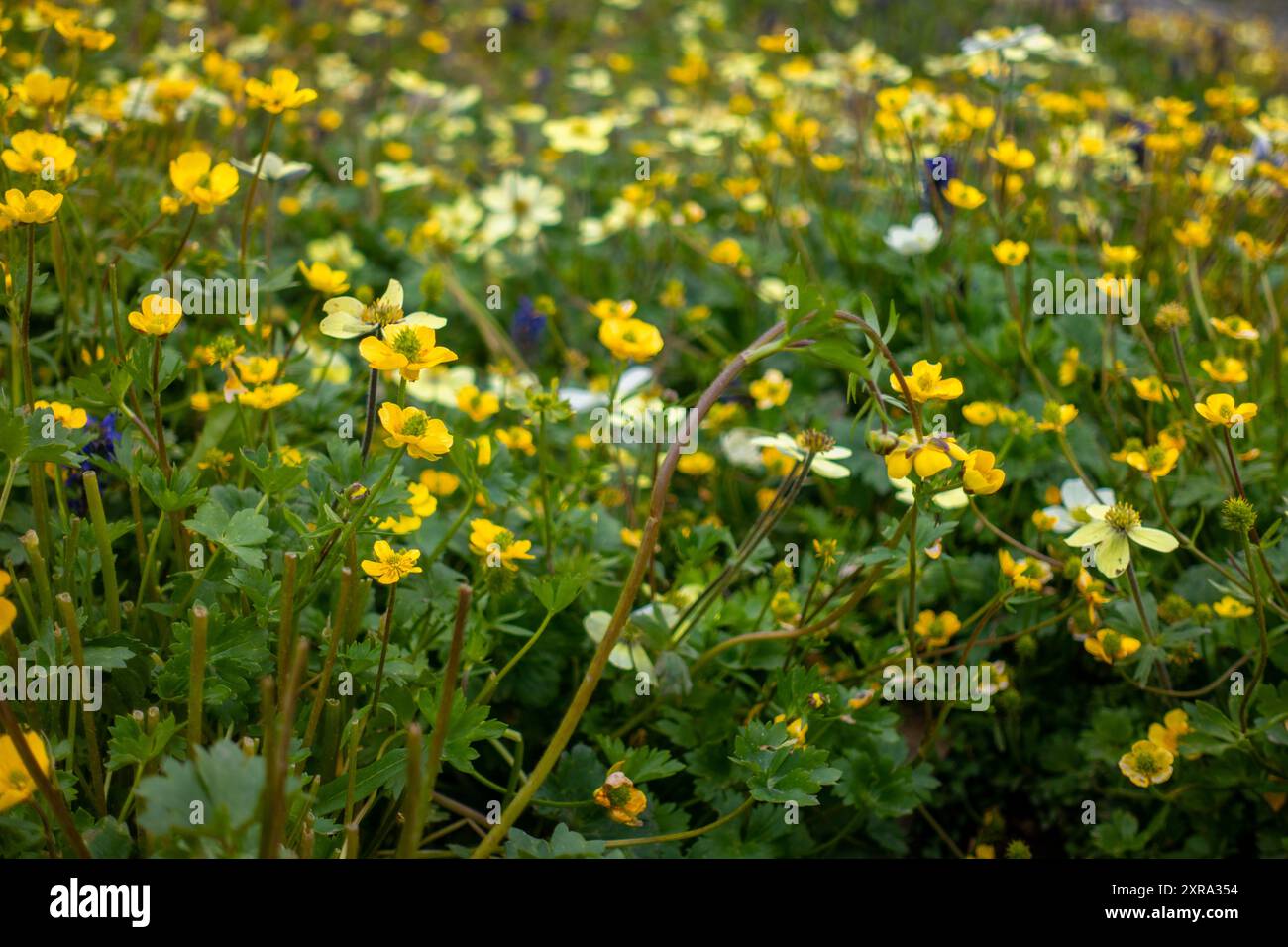 Discover Anemone parviflora, the small-flowered anemone, a herbaceous ...