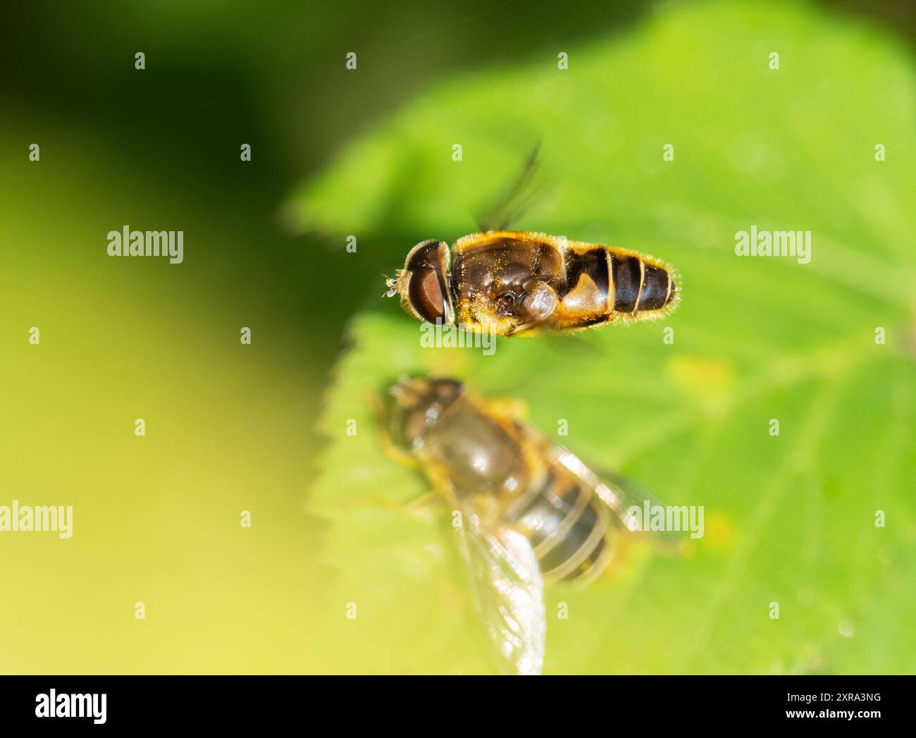 A female Hoverfly feeding on a flower with a male hovering over her in ...