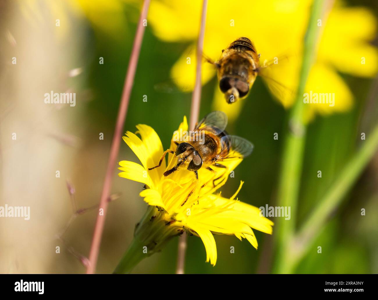 A female Hoverfly feeding on a flower with a male hovering over her in ...