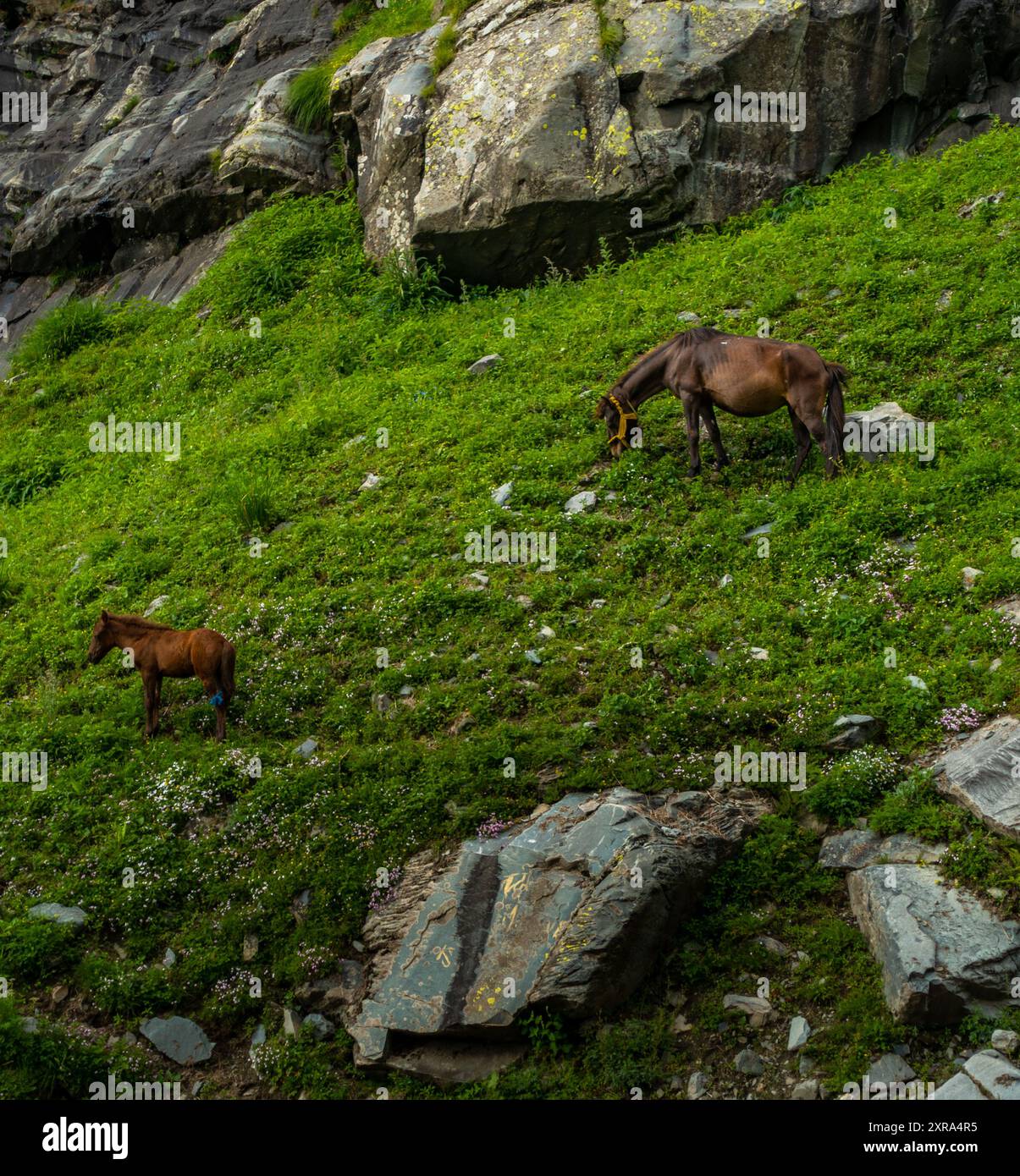 A pair of mountain horses and mules with their foals grazing in the ...