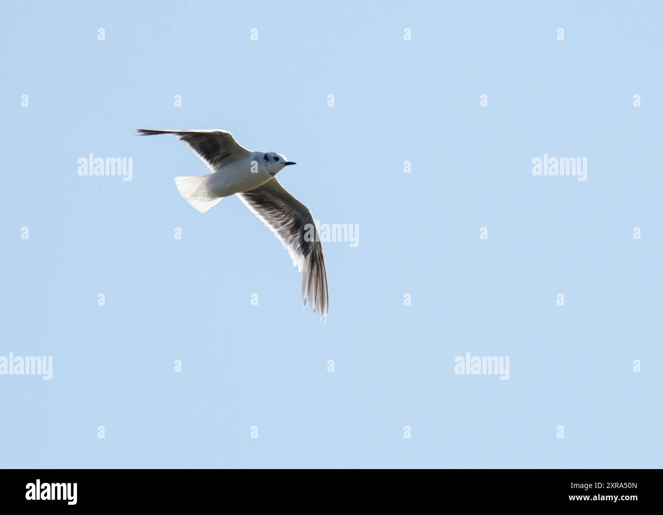 A Little Gull, Hydrocoloeus minutus flying at Hornsea Mere, Hornsea ...
