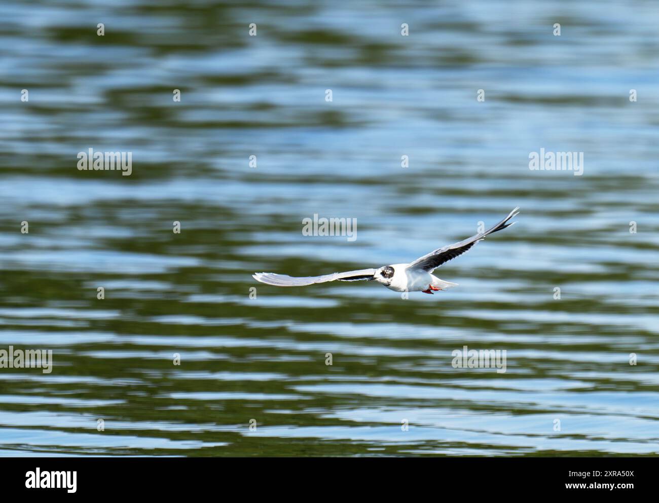 A Little Gull, Hydrocoloeus minutus flying at Hornsea Mere, Hornsea ...