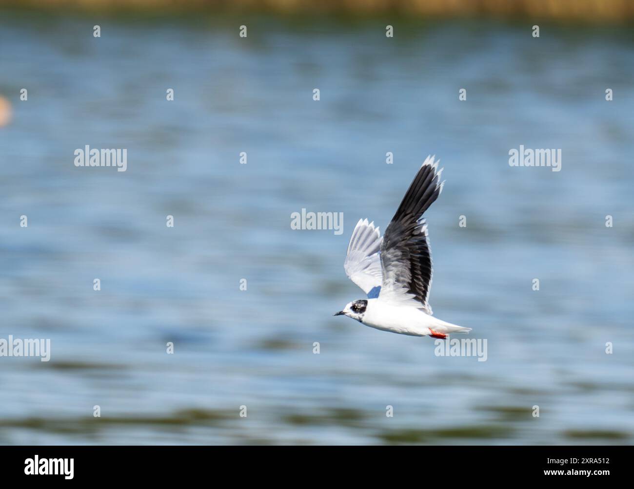 A Little Gull, Hydrocoloeus minutus flying at Hornsea Mere, Hornsea ...