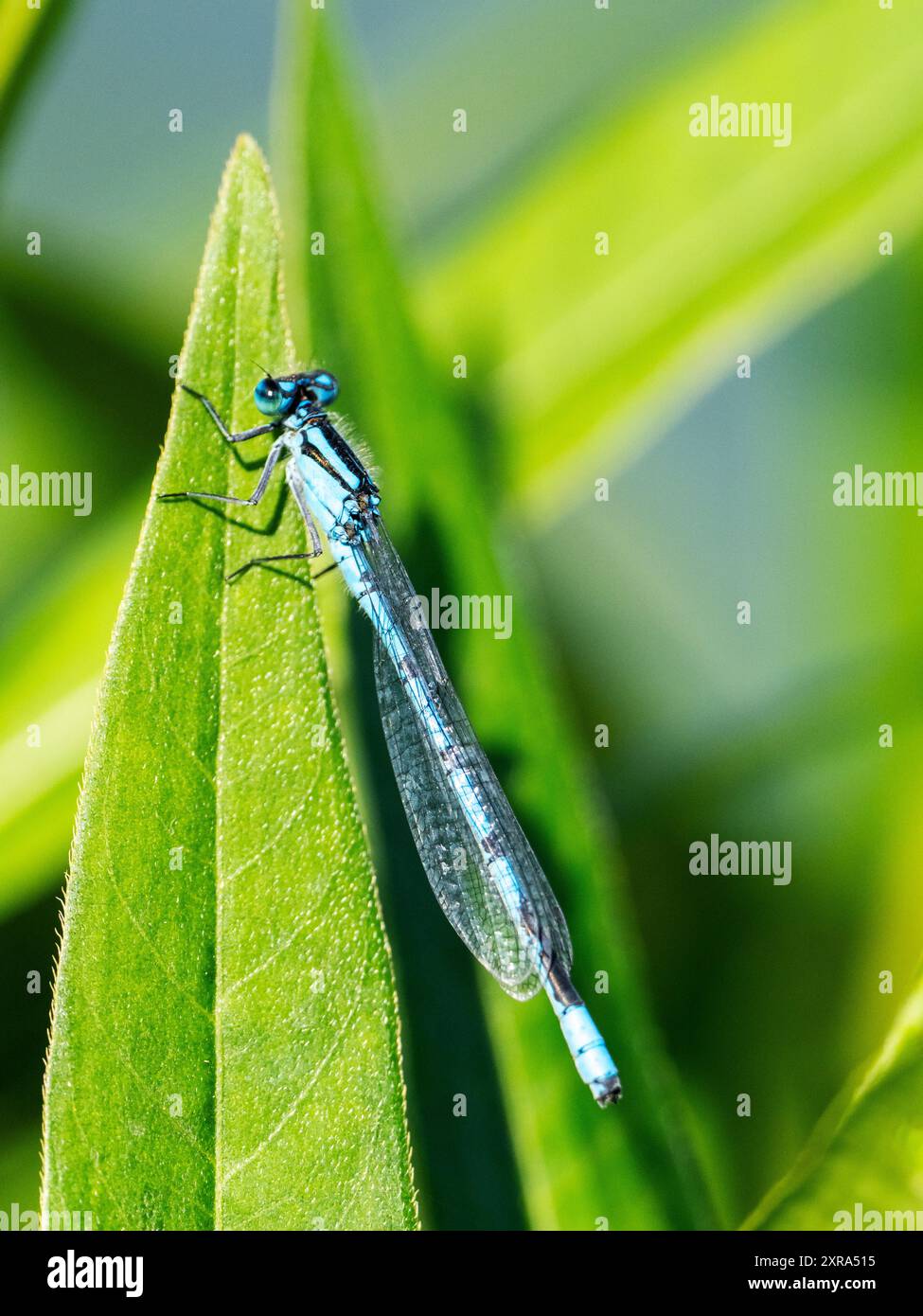 A Common Blue Damselfly, Enallagma cyathigerum at Hornsea Mere, Hornsea ...