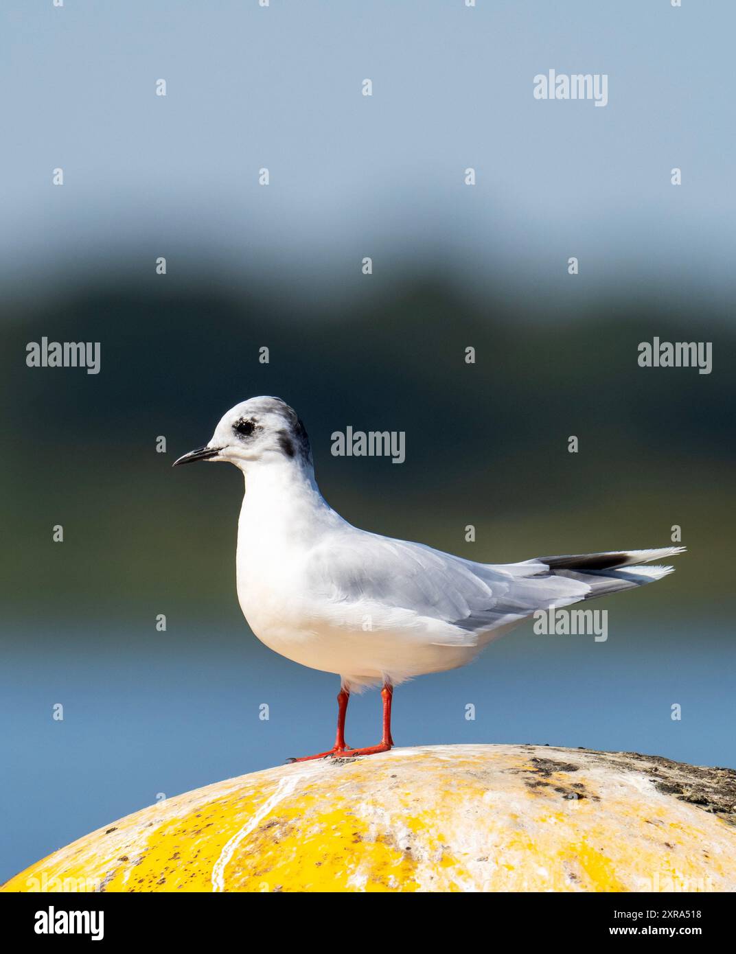 A Little Gull, Hydrocoloeus minutus perching on a buoy at Hornsea Mere ...