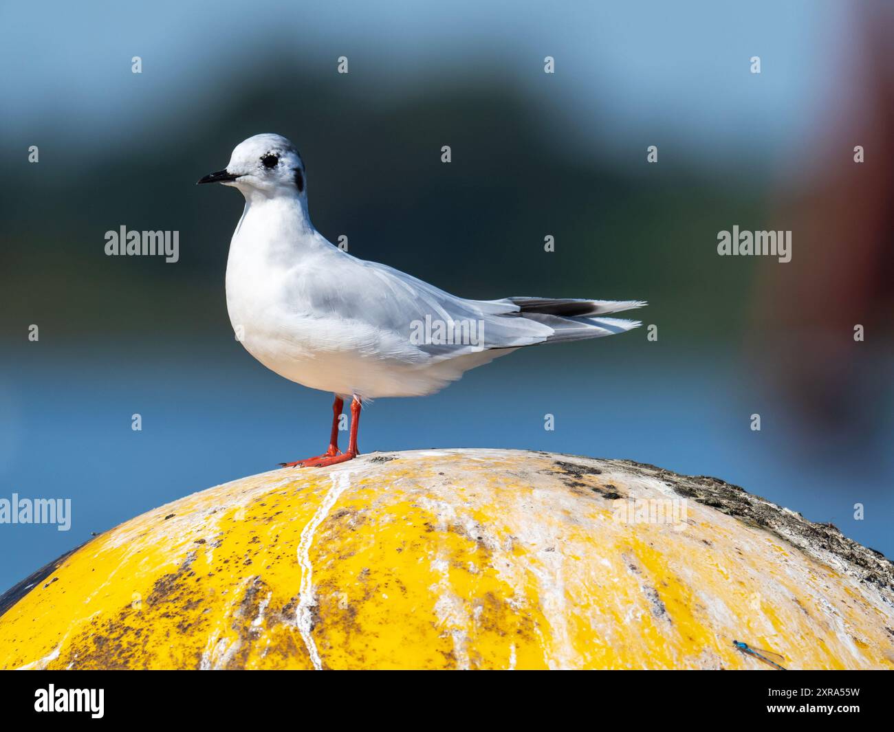 A Little Gull, Hydrocoloeus minutus perching on a buoy at Hornsea Mere ...