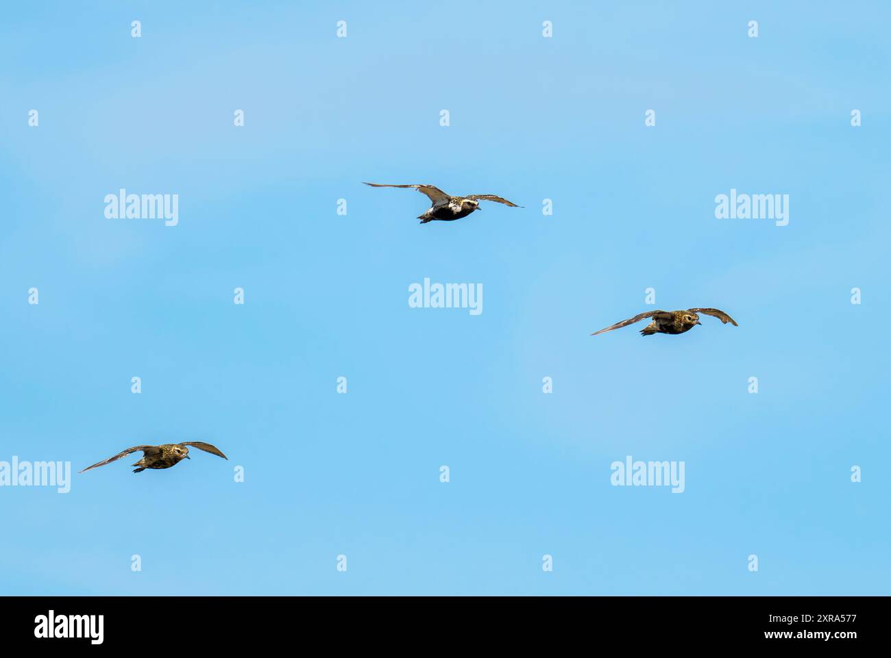 A flock of European Golden Plover, Pluvialis apricaria flying over the ...