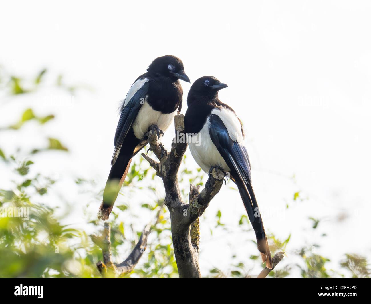 A pair of Magpie, Pica pica at Spurn, Yorkshire, UK Stock Photo - Alamy