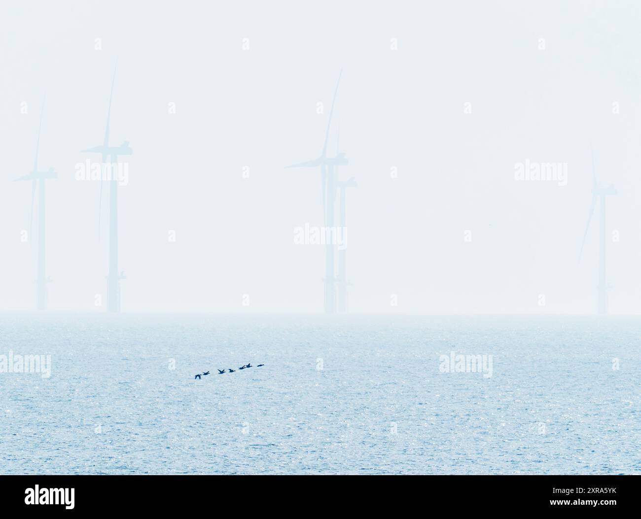 A flock of Common Scoter, Melanitta nigra flying offshore with wind ...