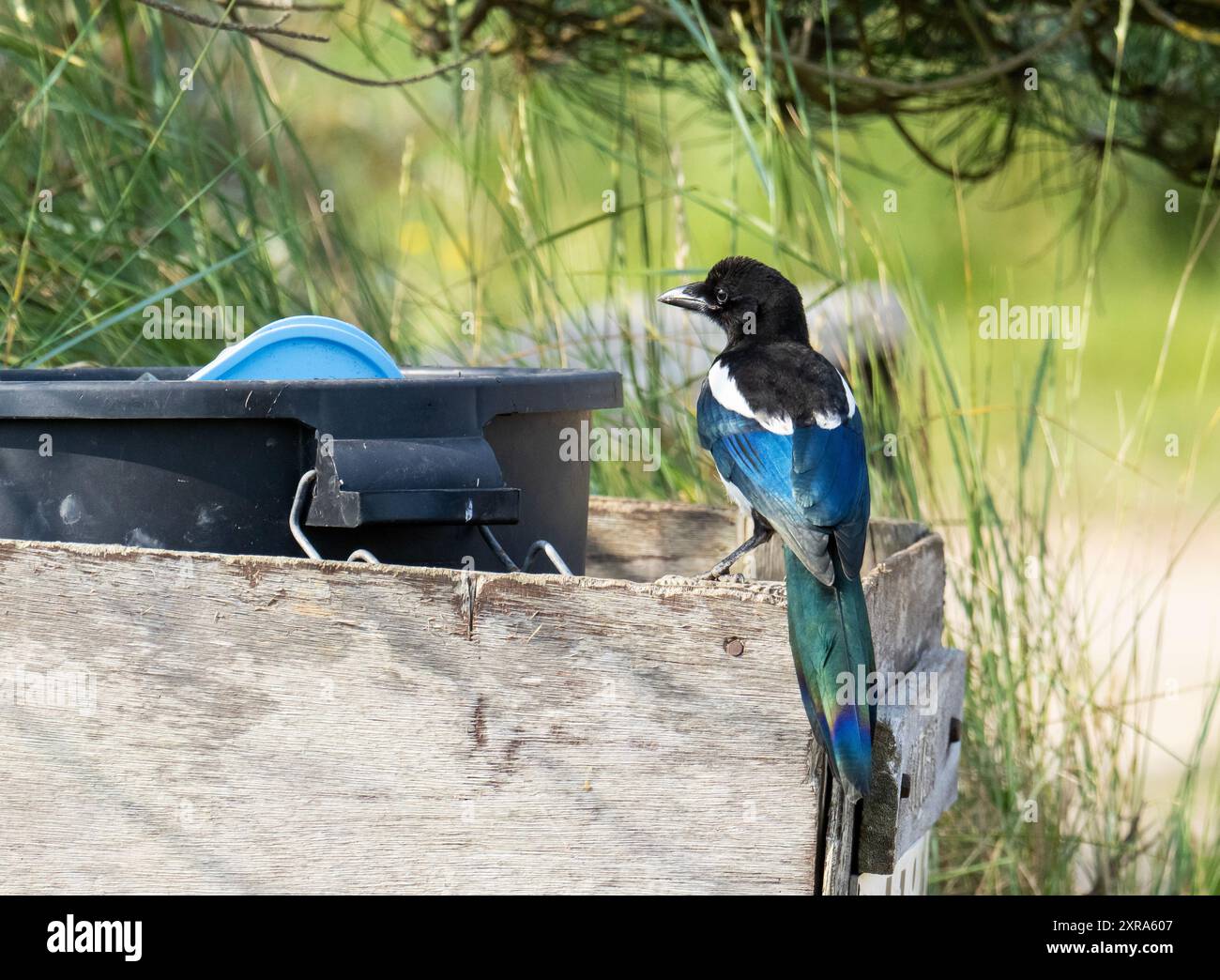 A Magpie, Pica pica investigating a litter bin at Spurn, Yorkshire, UK ...