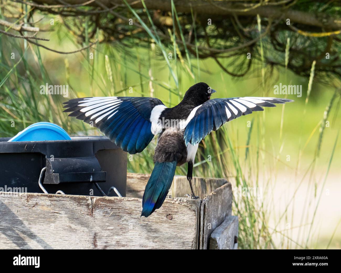 A Magpie, Pica pica investigating a litter bin at Spurn, Yorkshire, UK ...