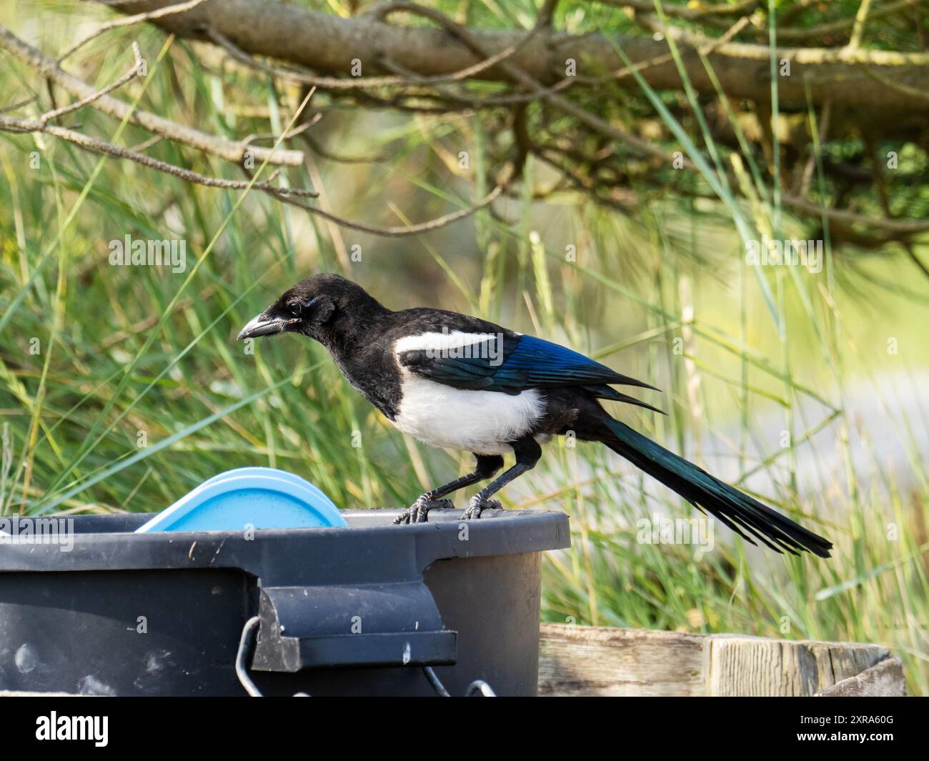 A Magpie, Pica pica investigating a litter bin at Spurn, Yorkshire, UK ...